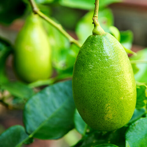 Citrus | Newman's Nursery