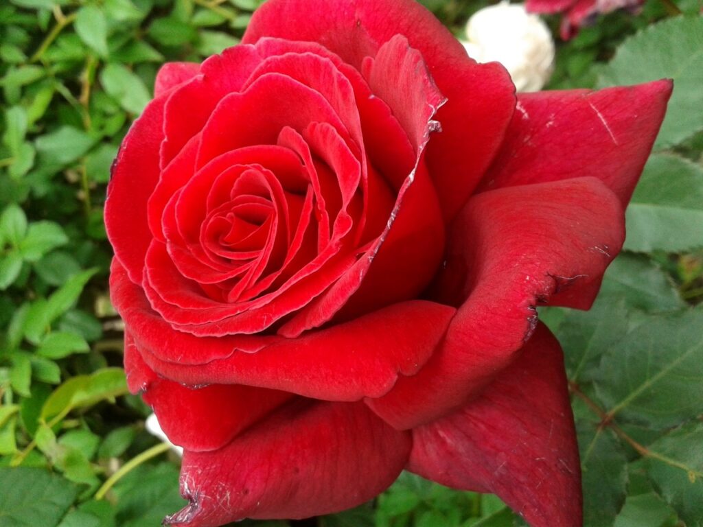 Firefighter | Newman's Nursery