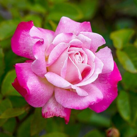 General Bush Roses | Newman's Nursery