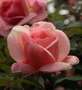 Lorraine Lee – Climbing | Newman's Nursery