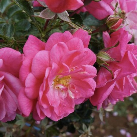 Standard Weeping Roses 180cm | Newman's Nursery