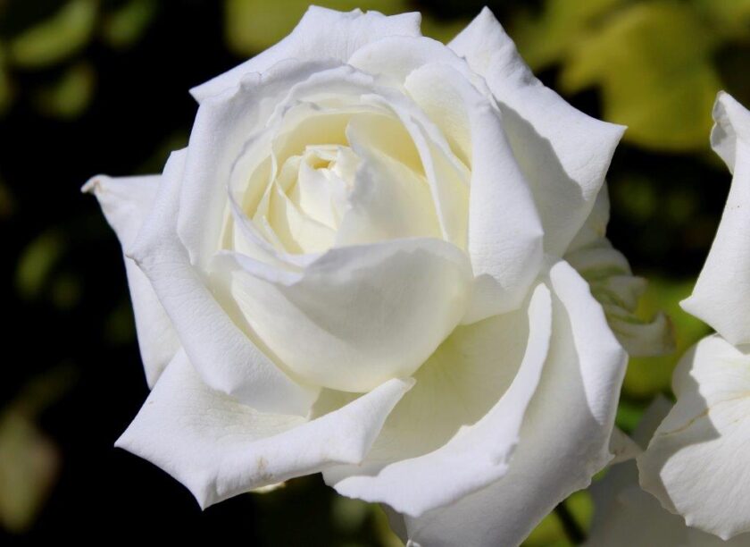 Pope John Paul II – 90cm Standard | Newman's Nursery