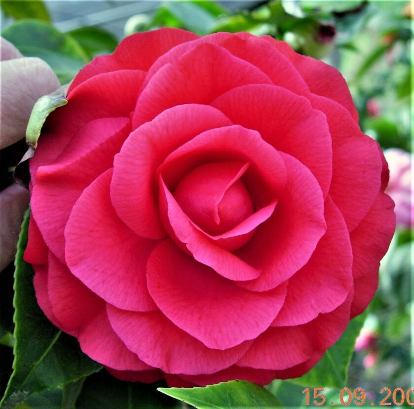 Red Red Rose | Newman's Nursery