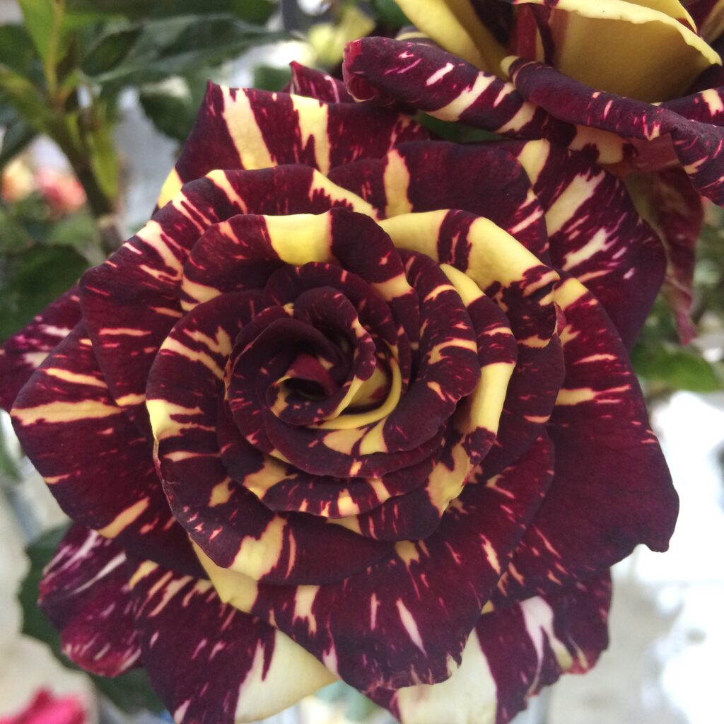 General Bush Roses | Newman's Nursery