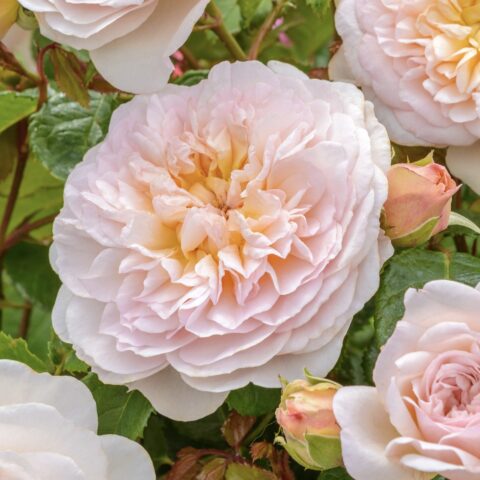 David Austin English Roses | Newman's Nursery