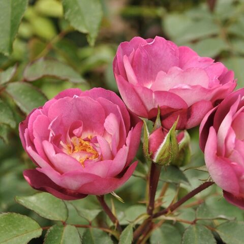 Roses | Newman's Nursery