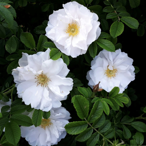 Old World Roses | Newman's Nursery