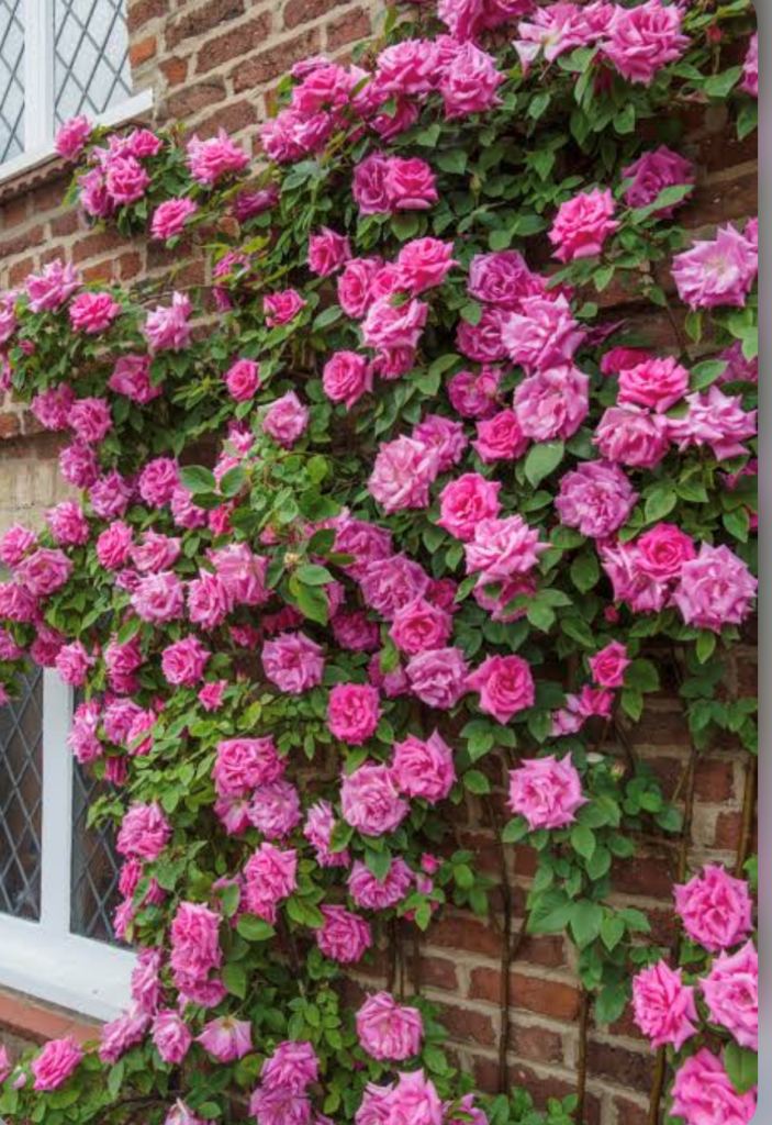 Zephirine Drouhin – Climbing | Newman's Nursery