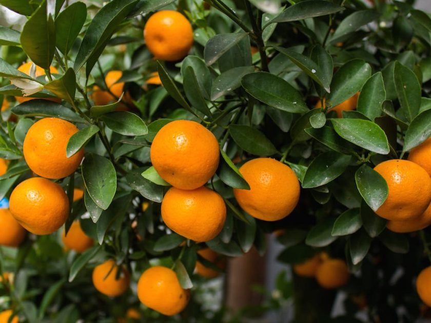 Mandarin – Emperor | Newman's Nursery