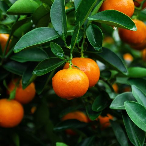 Mandarin | Newman's Nursery