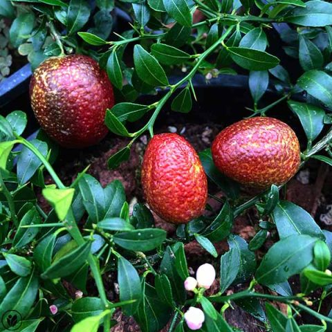 Native Lime – Blood | Newman's Nursery