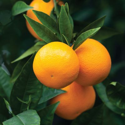 Orange – Seedless Valencia ‘McHahons’ | Newman's Nursery