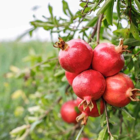 Fruit Trees | Newman's Nursery