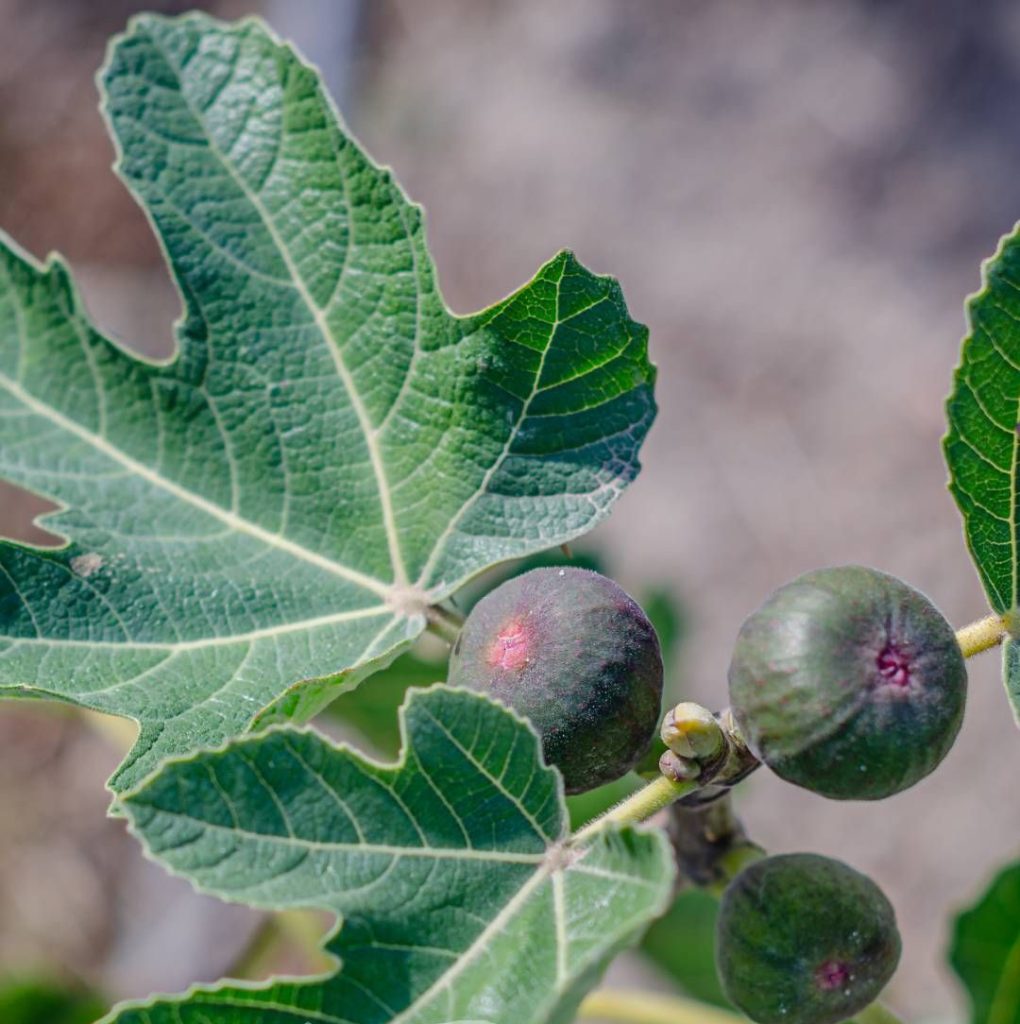 Fig | Newman's Nursery