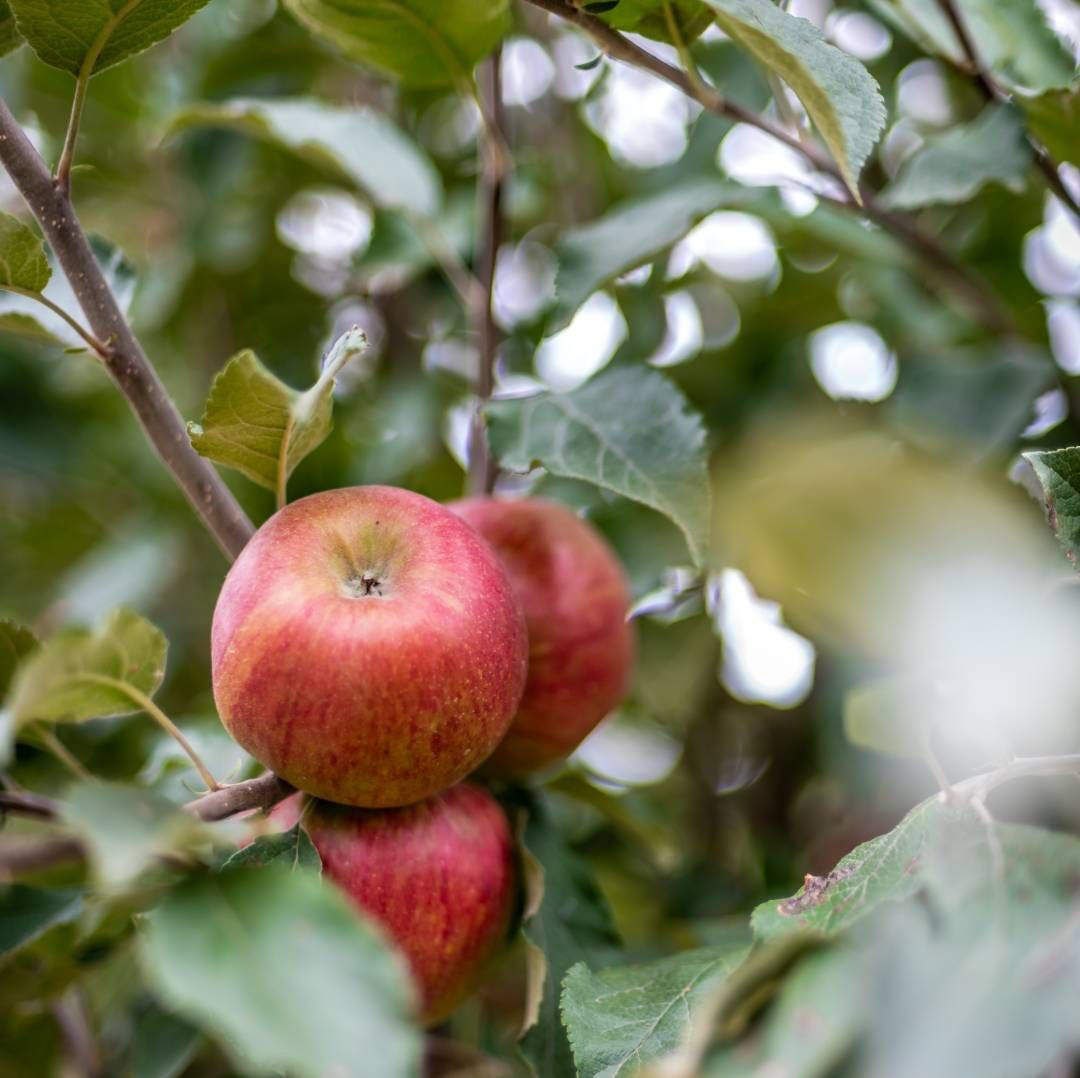 Apple | Newman's Nursery