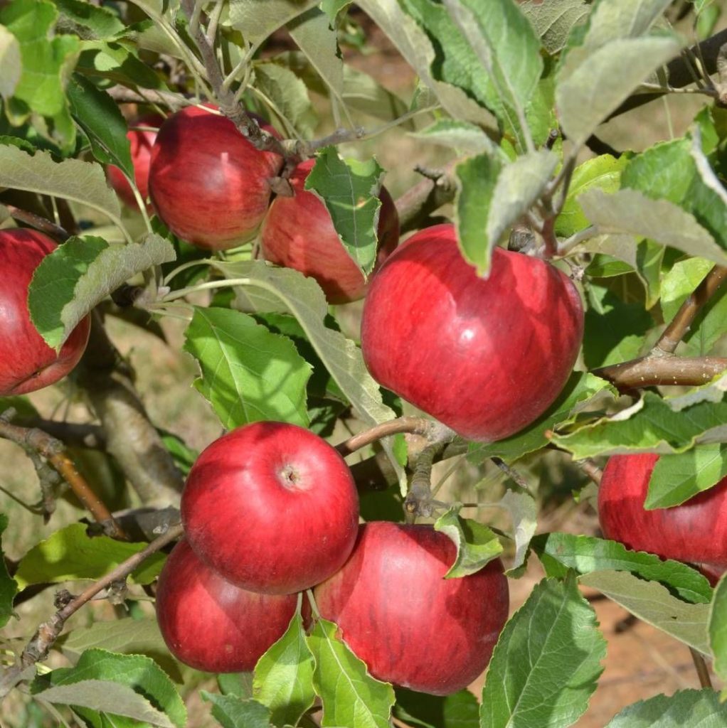 Apple – Red Jonathan | Newman's Nursery