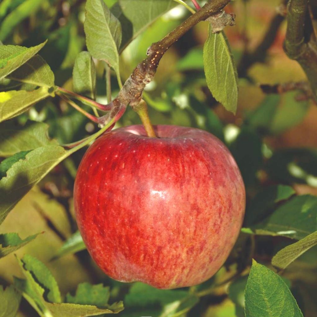 Apple | Newman's Nursery