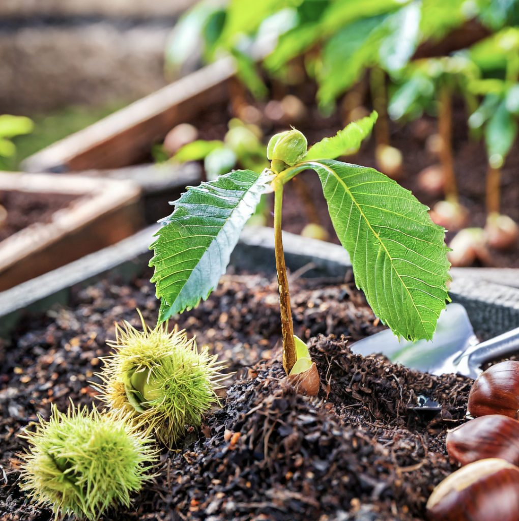 Chestnut – Seedling | Newman's Nursery