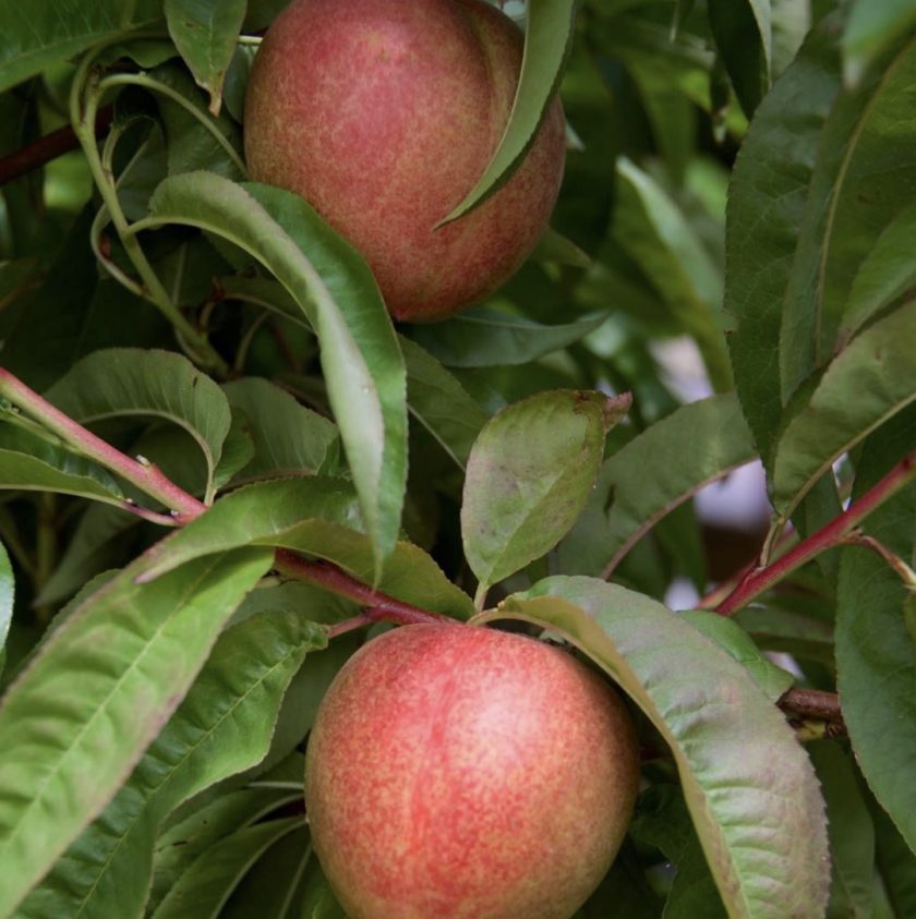 Nectarine | Newman's Nursery