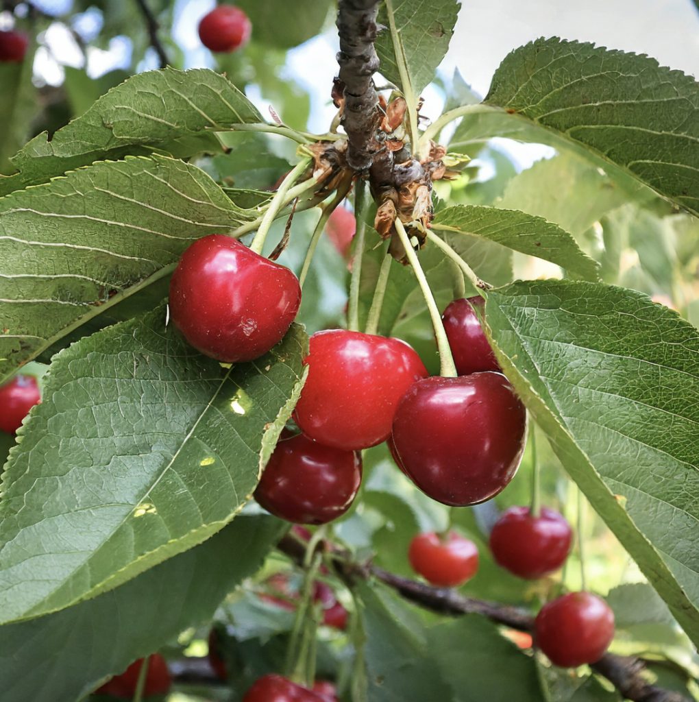 Cherry | Newman's Nursery