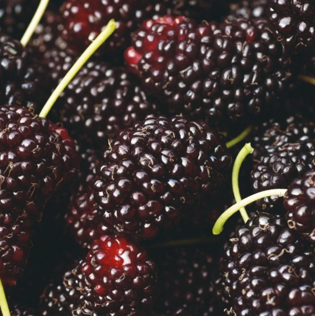 Mulberry | Newman's Nursery