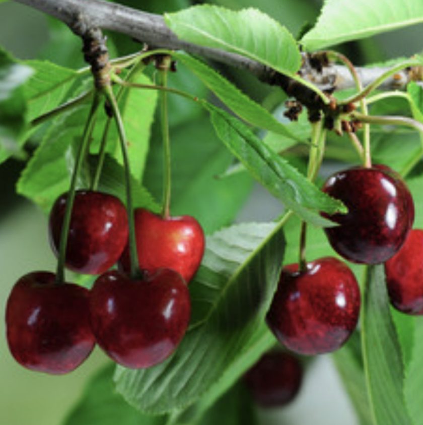 Cherry – Royal Crimson | Newman's Nursery