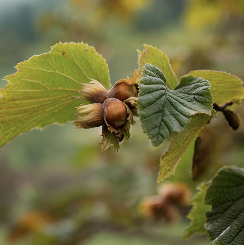 Fruit Trees | Newman's Nursery