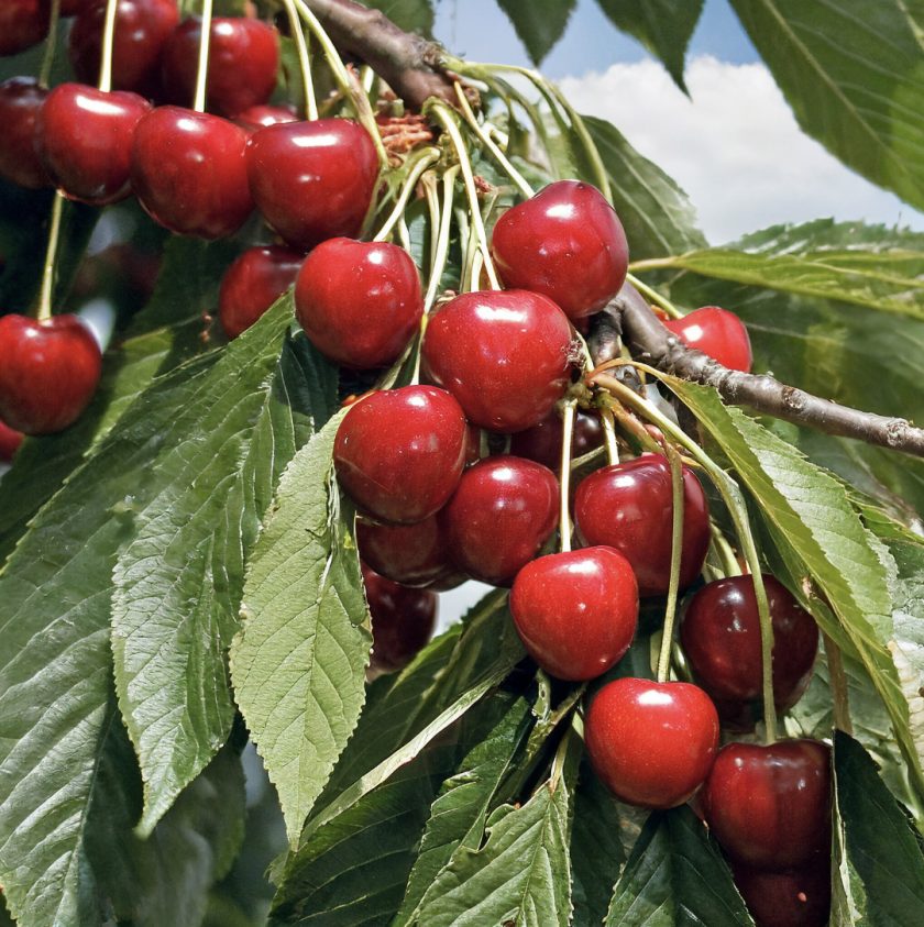 Cherry – Morella Sour | Newman's Nursery