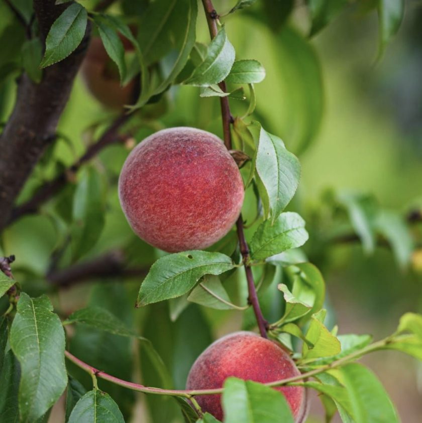 Peach | Newman's Nursery