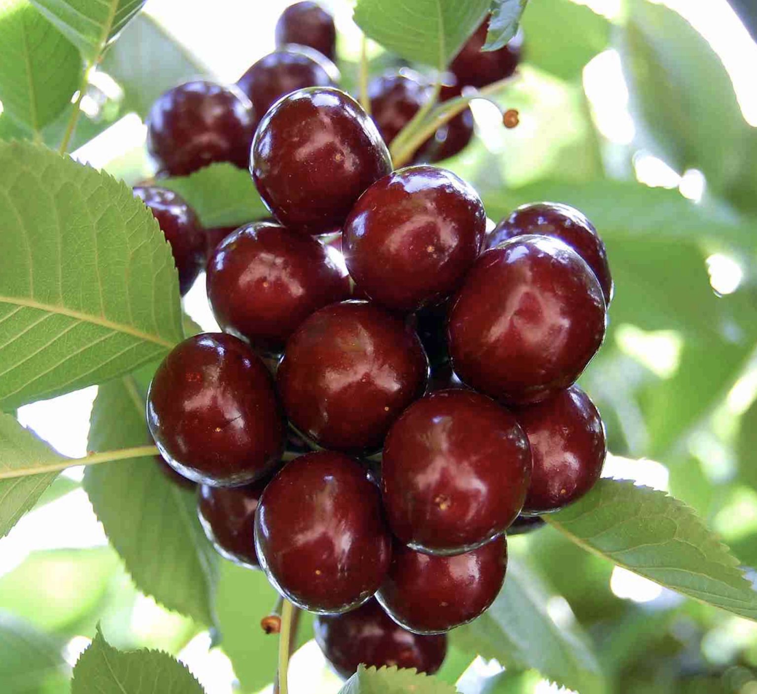 DWARF Cherry – Lapins | Newman's Nursery