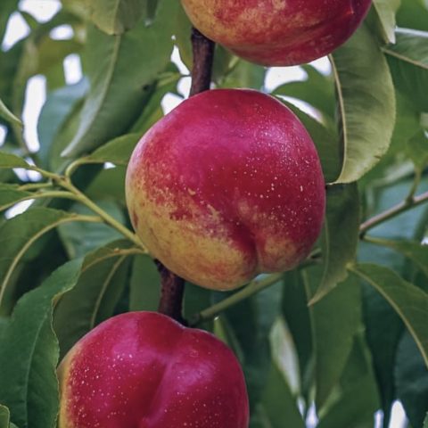 Nectarine | Newman's Nursery